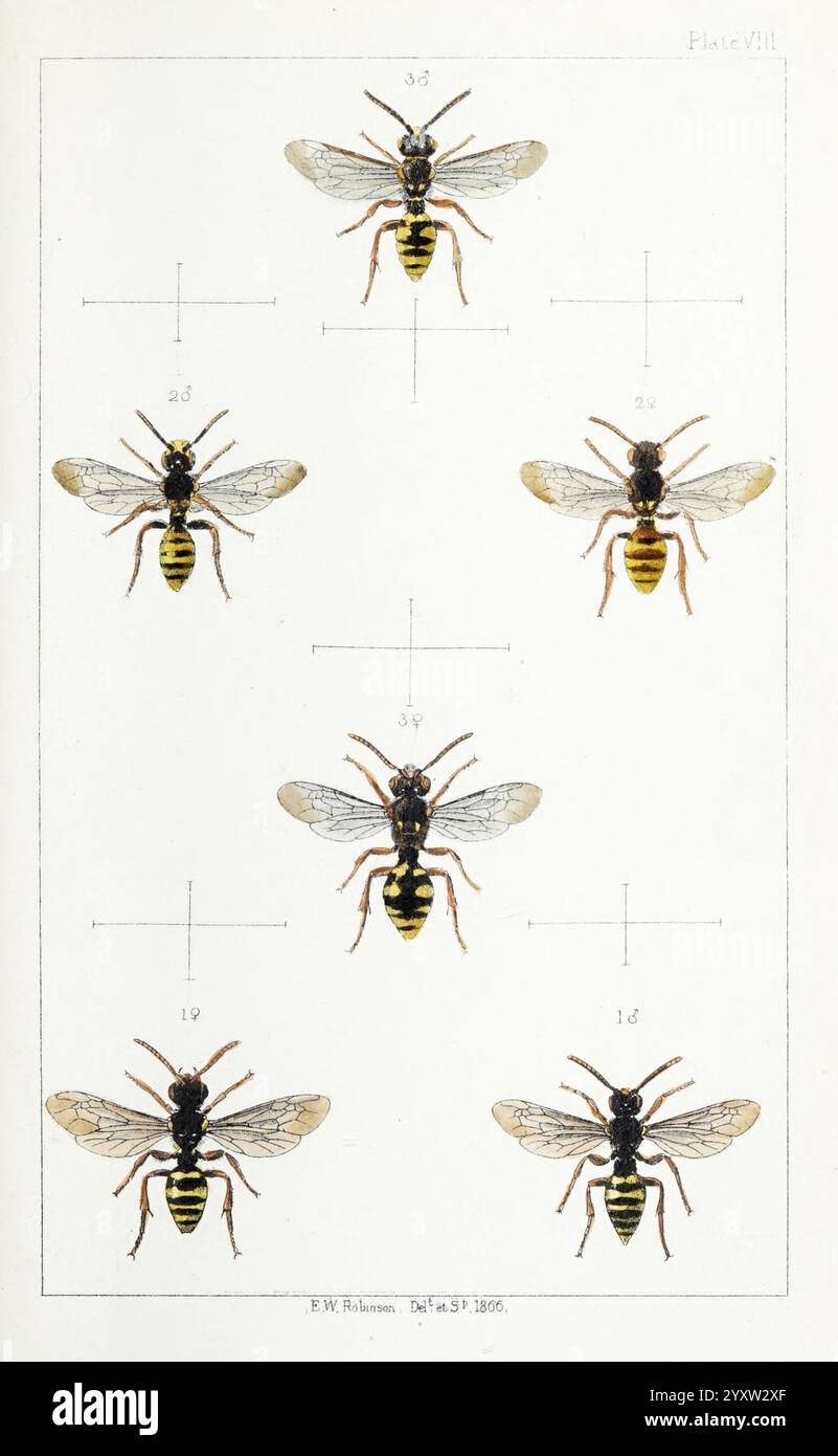 British, bees, London, L. Reeve & Co, 1866, bees, Great Britain ...