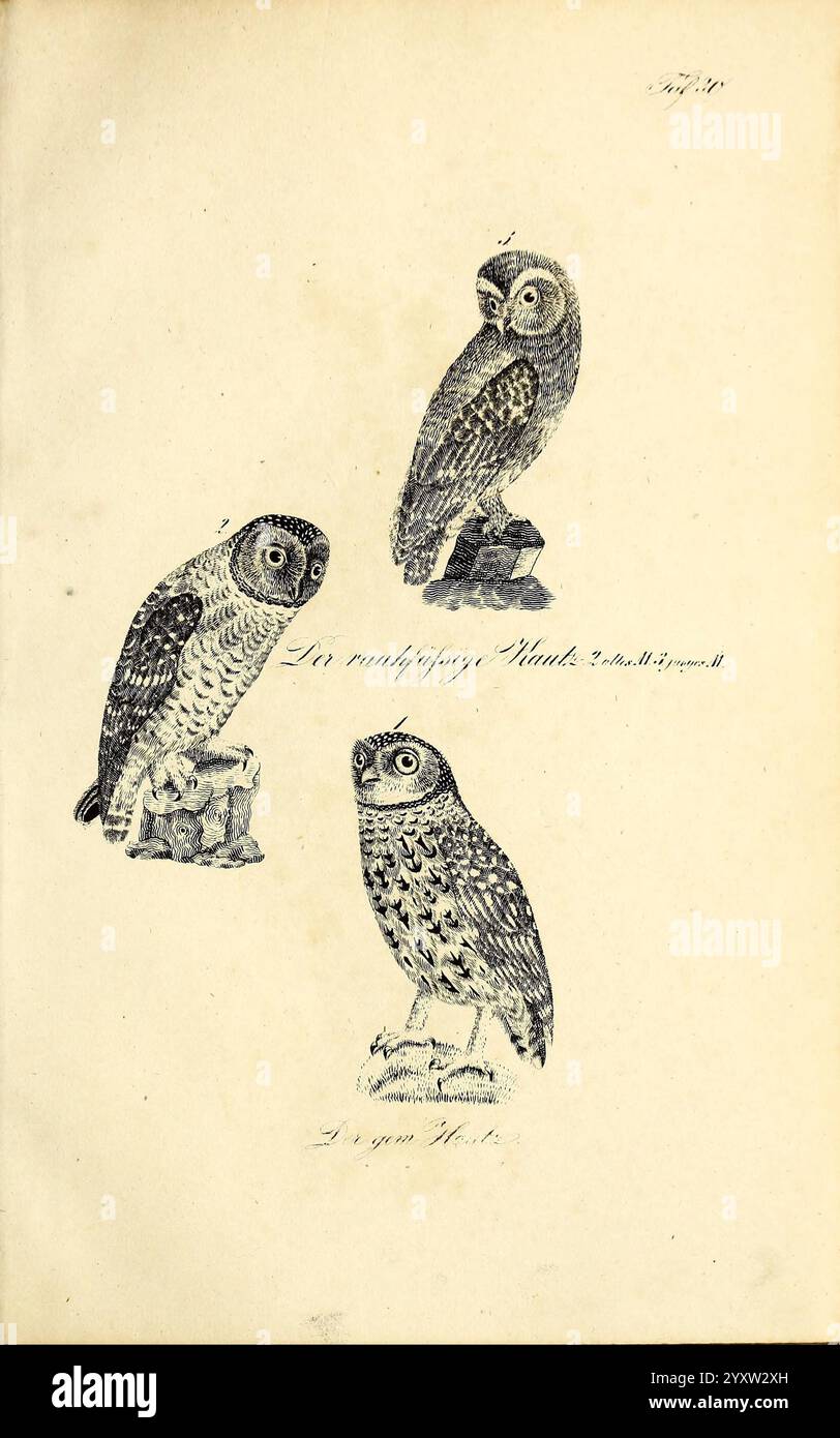 Owl displays unique plumage patterns hi-res stock photography and ...