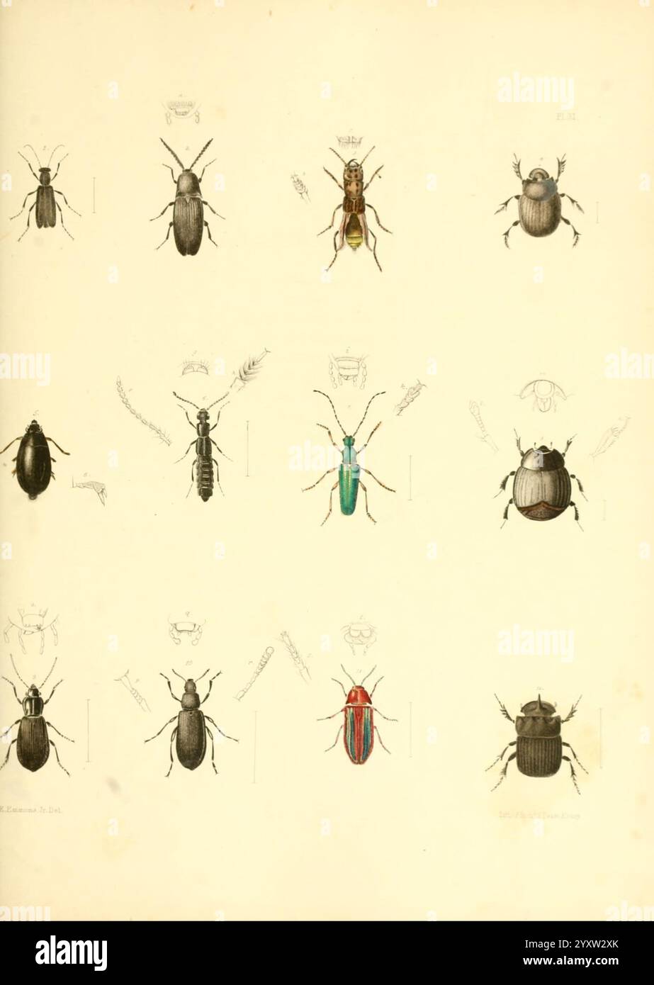 Natural History of New York Albany, 1842-1894, Agriculture, Botany ...