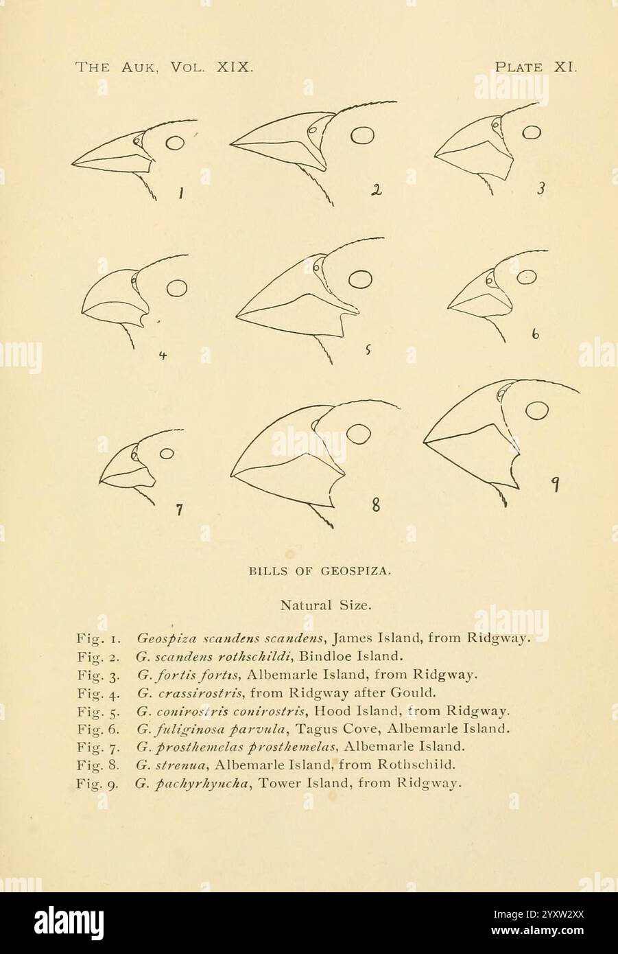 The Auk, Washington, D.C, American Ornithologists' Union, 1884, birds ...