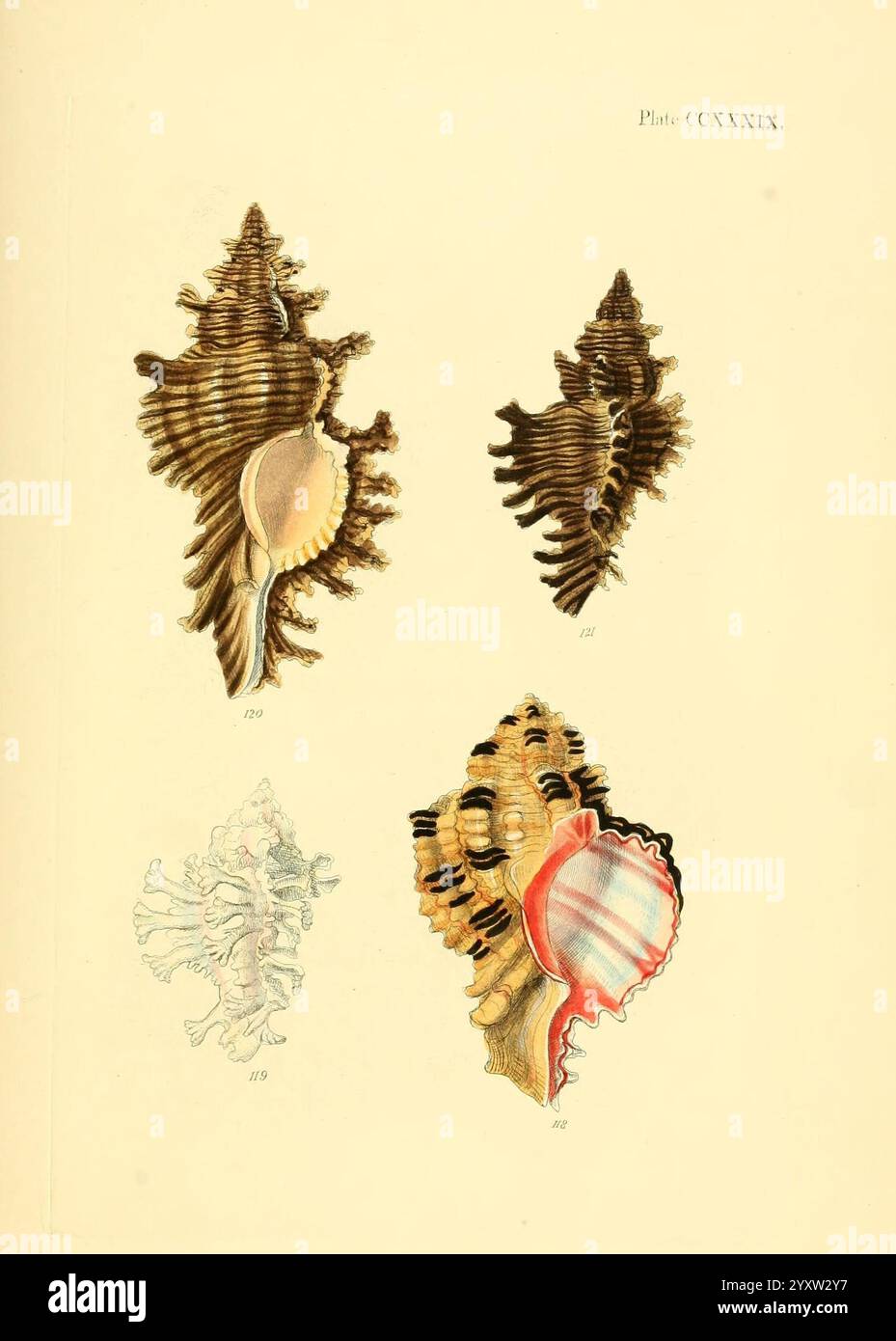 Lower two feature hi-res stock photography and images - Alamy