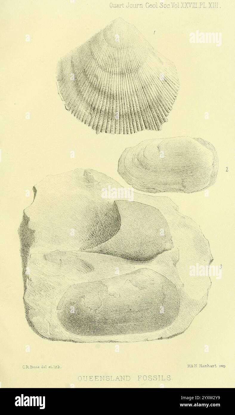 Unique evolutionary lineage hi-res stock photography and images - Alamy