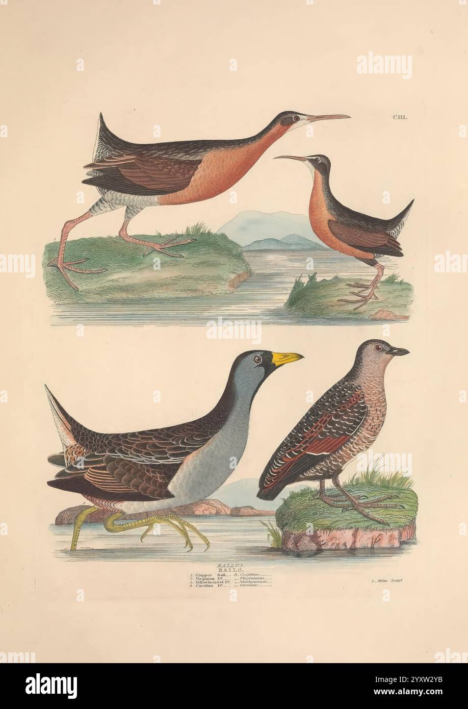 Another rail species hi-res stock photography and images - Alamy