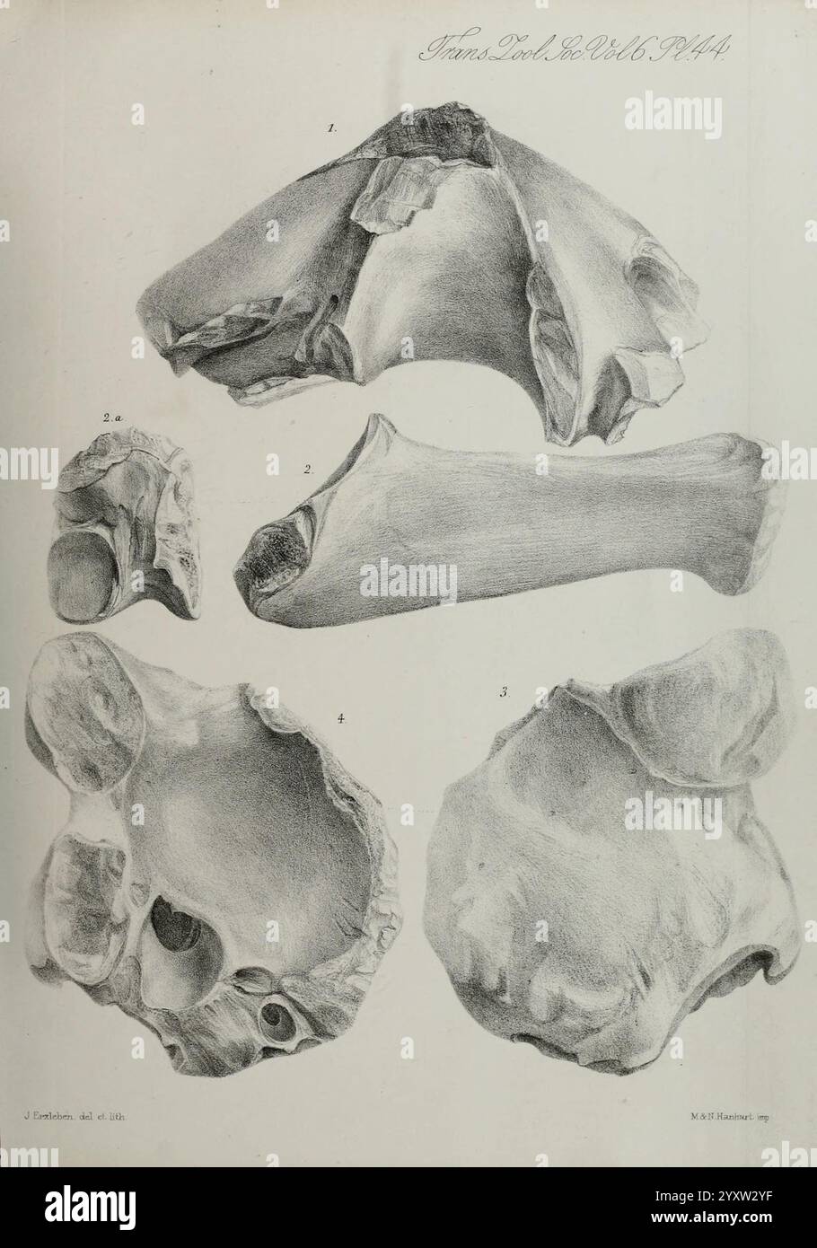Includes labeled anatomical drawings hi-res stock photography and ...