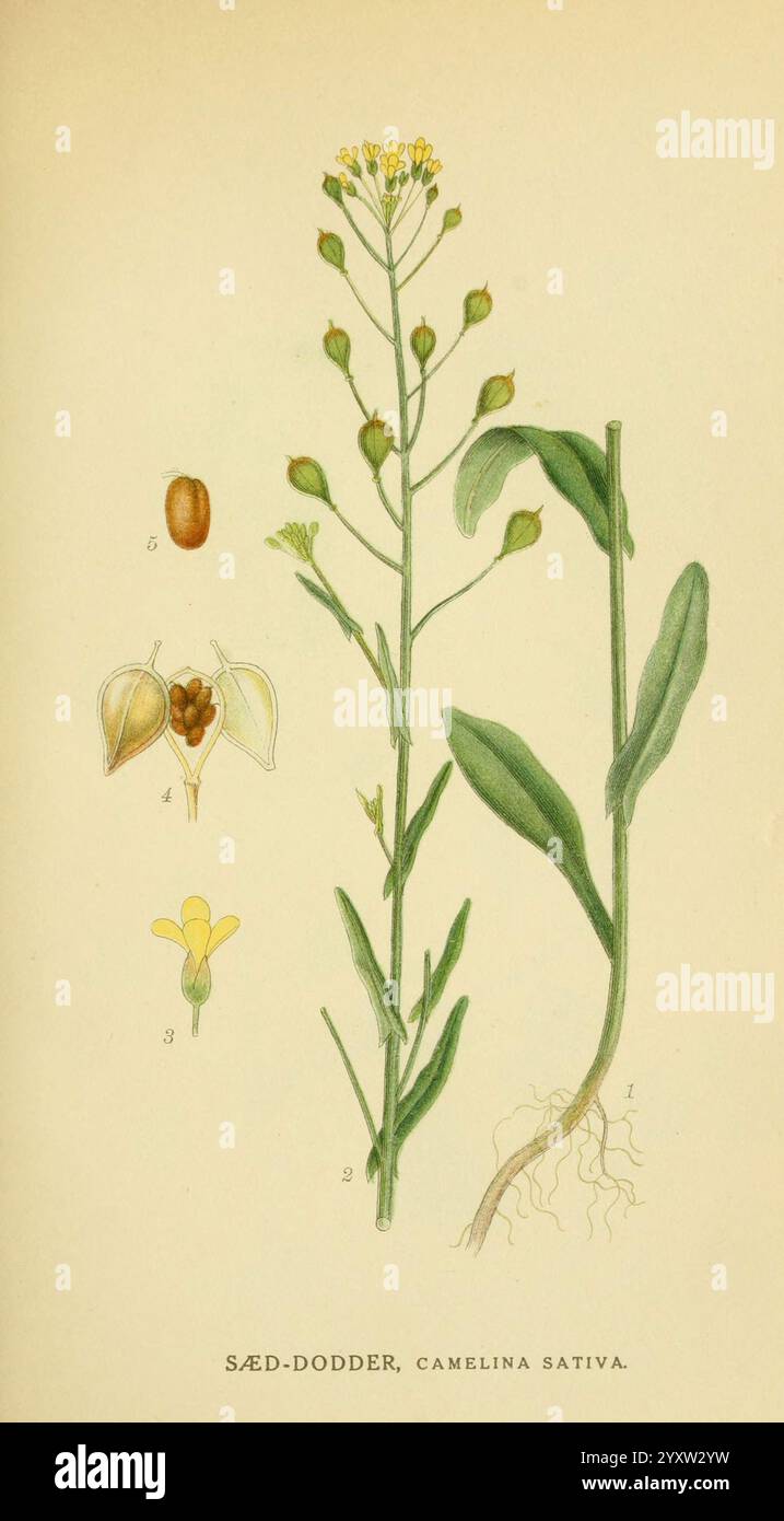 Billeder af Nordens Flora v.1, København, G.E.C. Gad's forlag, 1917 ...