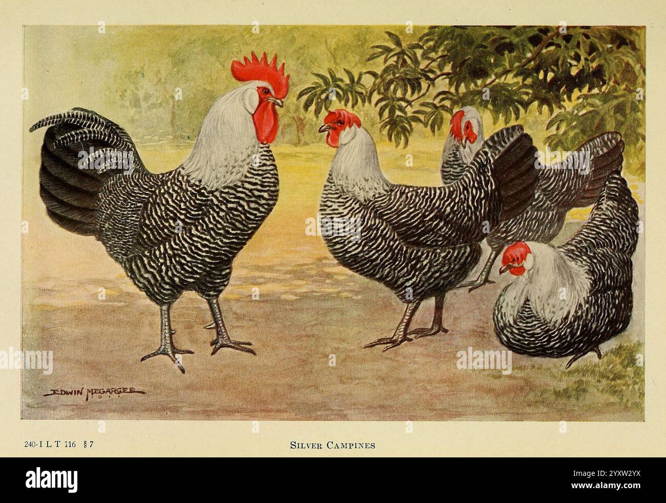 Silver campine chickens hi-res stock photography and images - Alamy
