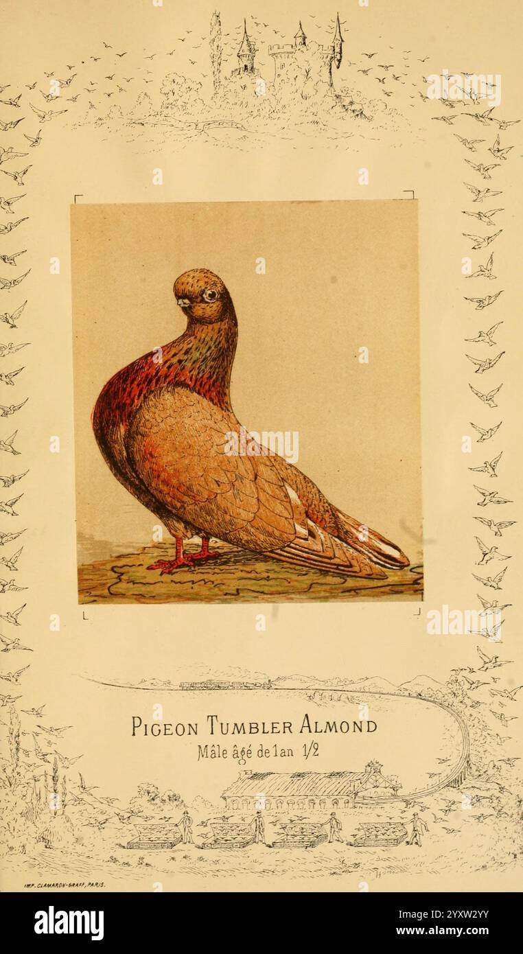 Monographie des pigeons domestiques paris hi-res stock photography and ...