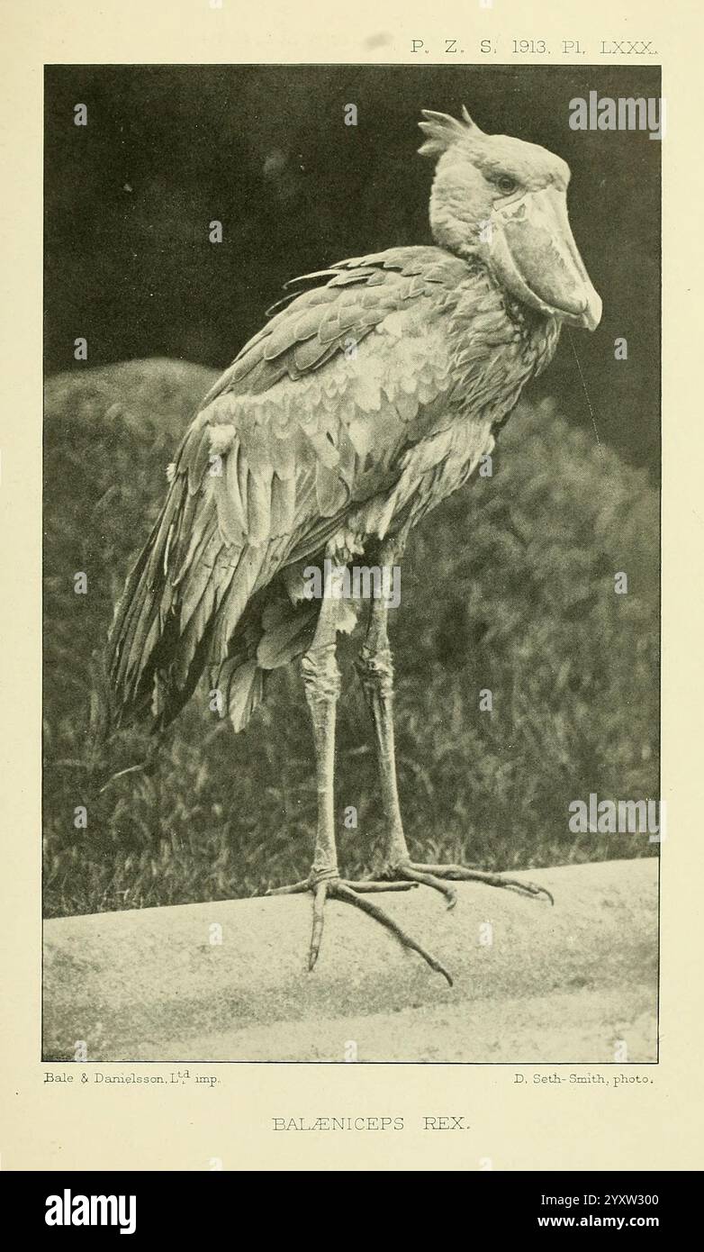 Proceedings of the Zoological Society of London London, Academic Press ...