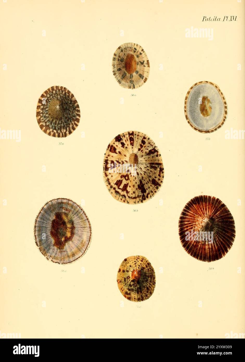 Conchologia iconica, or Illustrations of the Shells of Molluscous ...