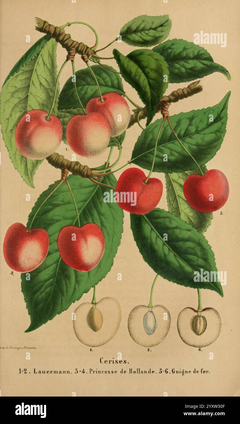 Cherry depicted hi-res stock photography and images - Alamy