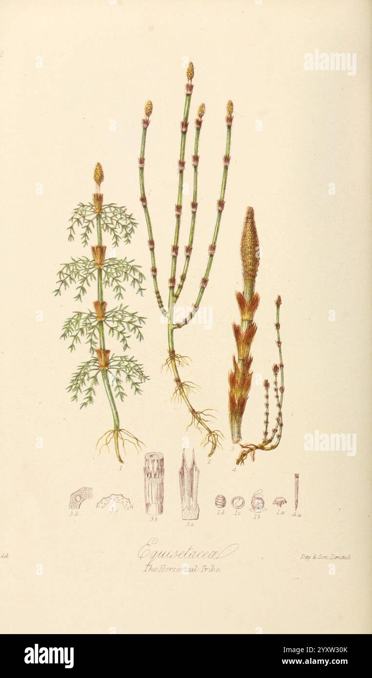 Illustrations of the Natural Orders of Plants with Groups and ...