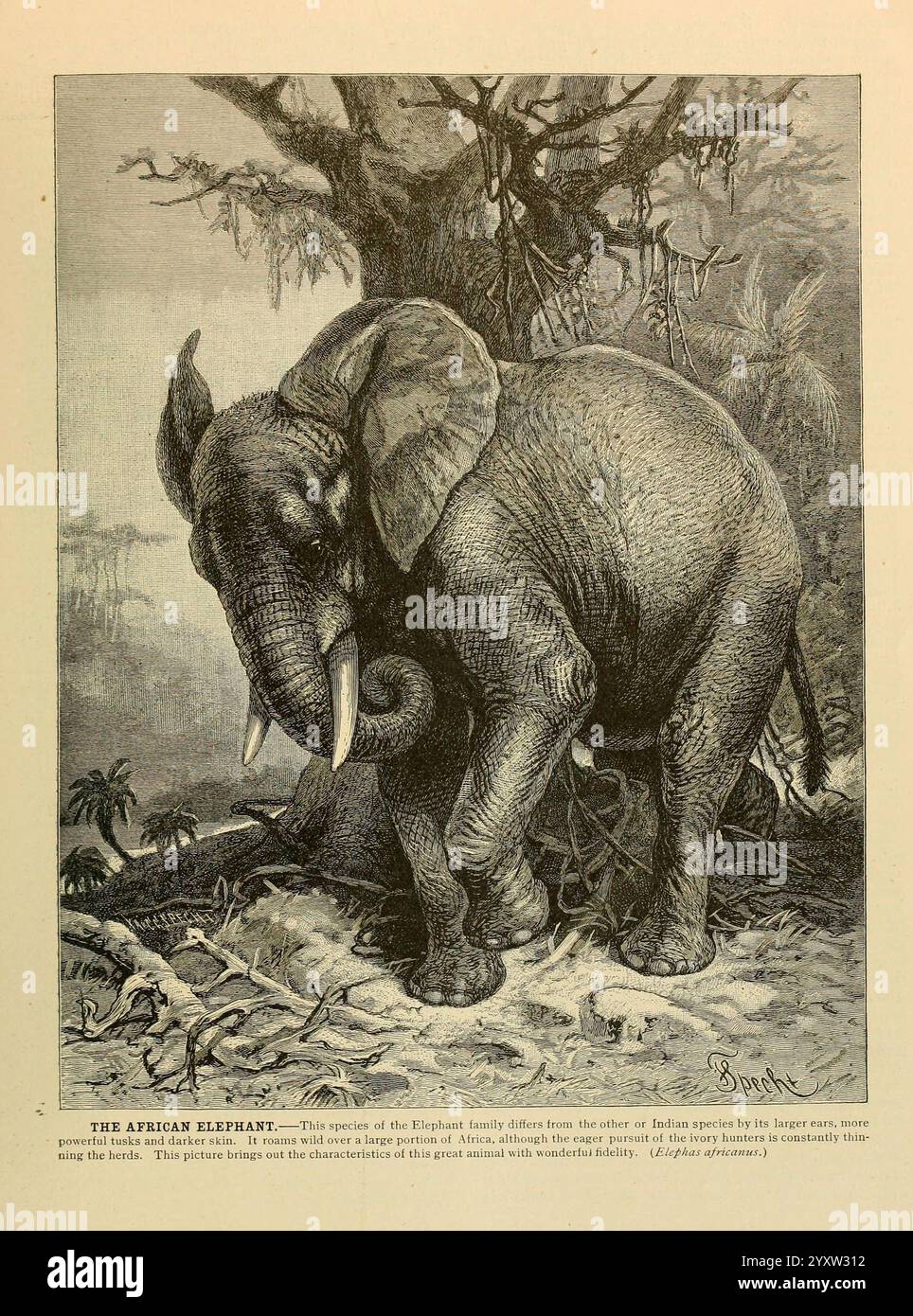 Brehm's Life of animals, Volume 1, Mammalia Chicago, Marquis, 1895 ...