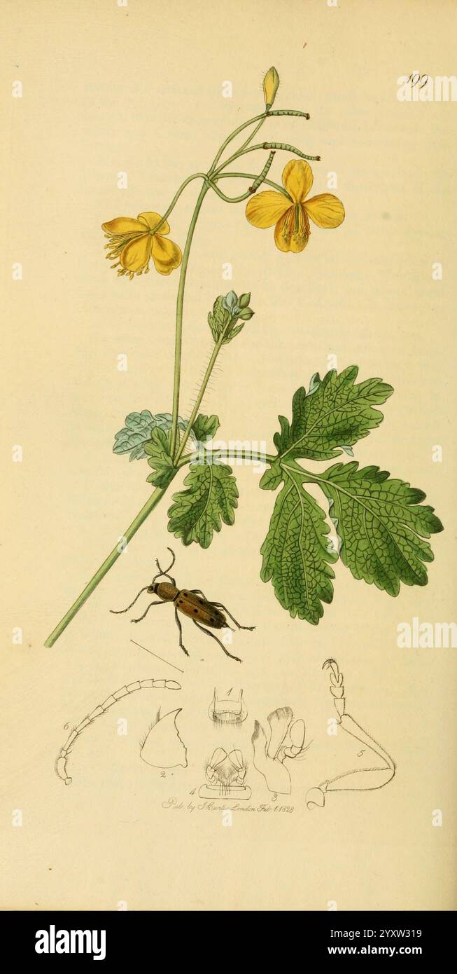 Pictorial works john curtis hi-res stock photography and images - Alamy