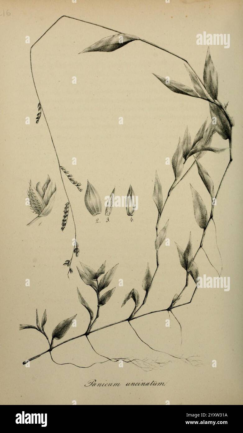 Species Graminum, Petropoli, Impensis Academiae Imperialis Scientiarum ...