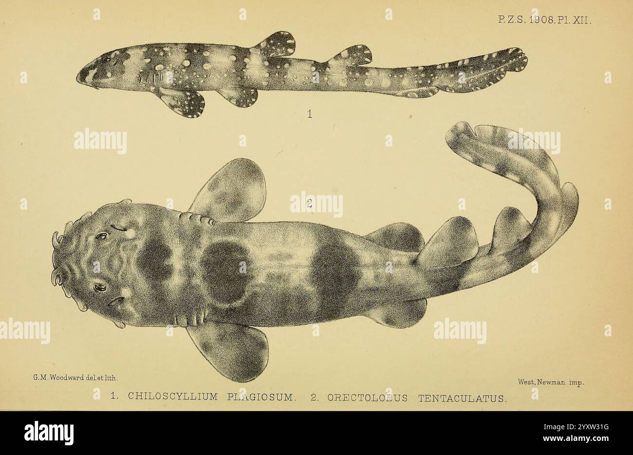 Illustration depicts two fish species hi-res stock photography and ...