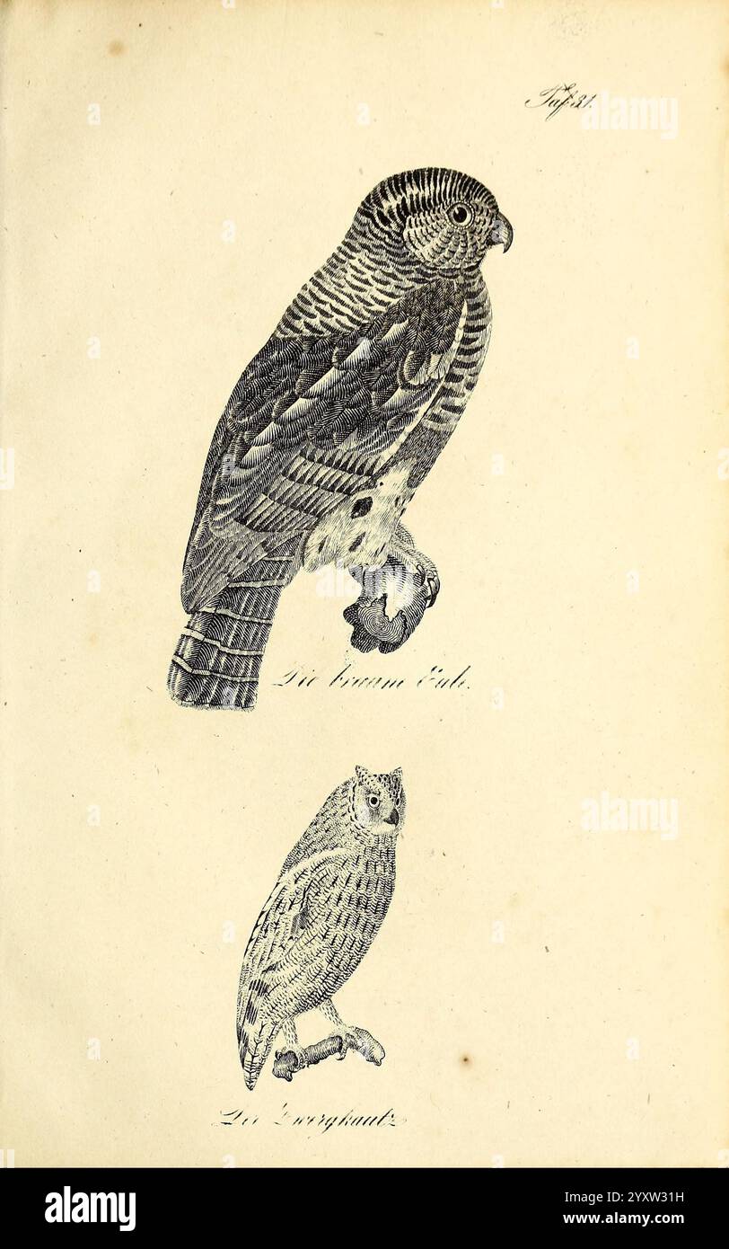 Illustration showcases two distinct bird species hi-res stock ...
