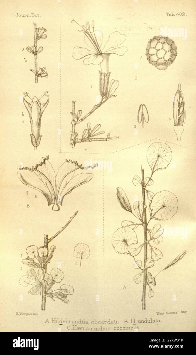 Meticulous botanical labels hi-res stock photography and images - Alamy