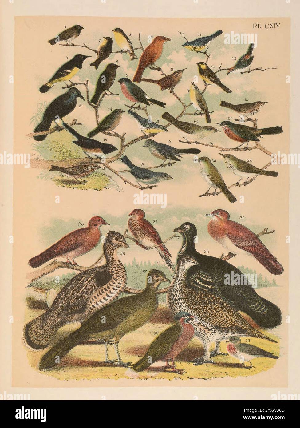 The birds of North America New York, 1903, birds, North America ...