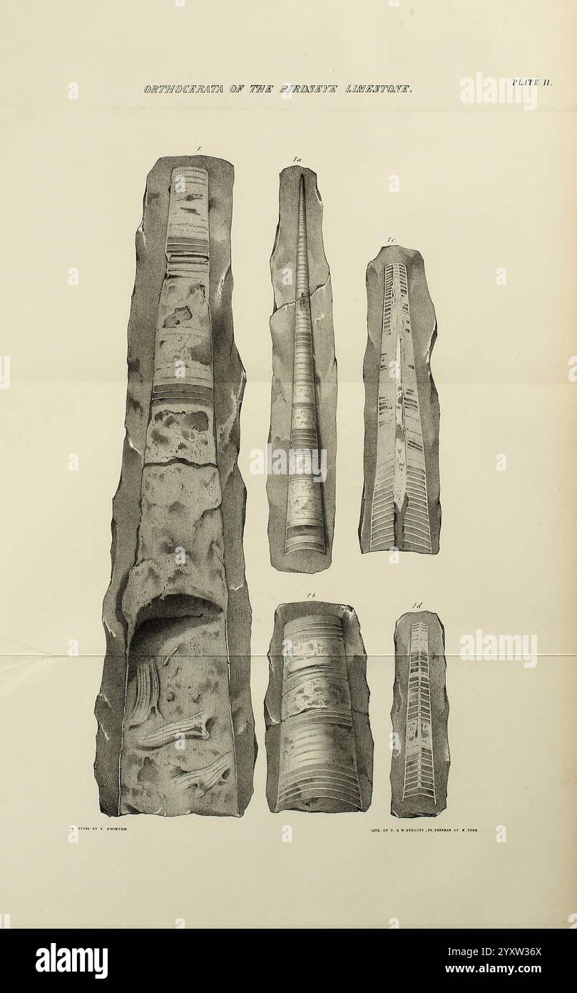 Natural history of New York Albany, 1842-1894, Agriculture, Botany ...