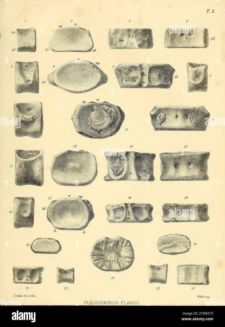 Numbered fossils hi-res stock photography and images - Alamy