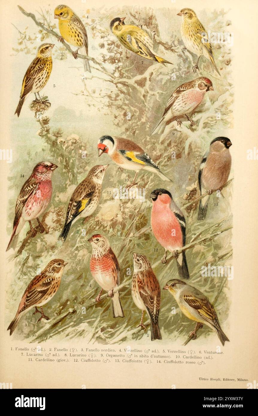 Atlante ornitologico, 1902, birds, Europe, A beautifully illustrated ...