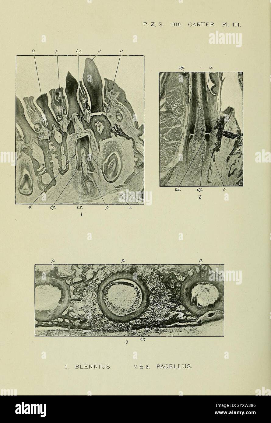 Fishs skeletal system hi-res stock photography and images - Alamy