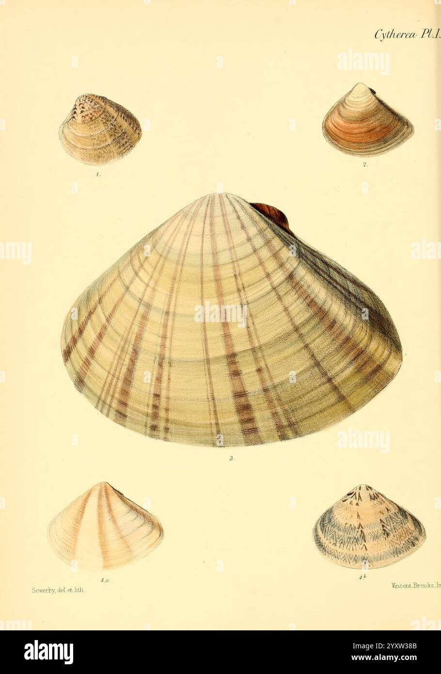 Flatter profiles hi-res stock photography and images - Alamy