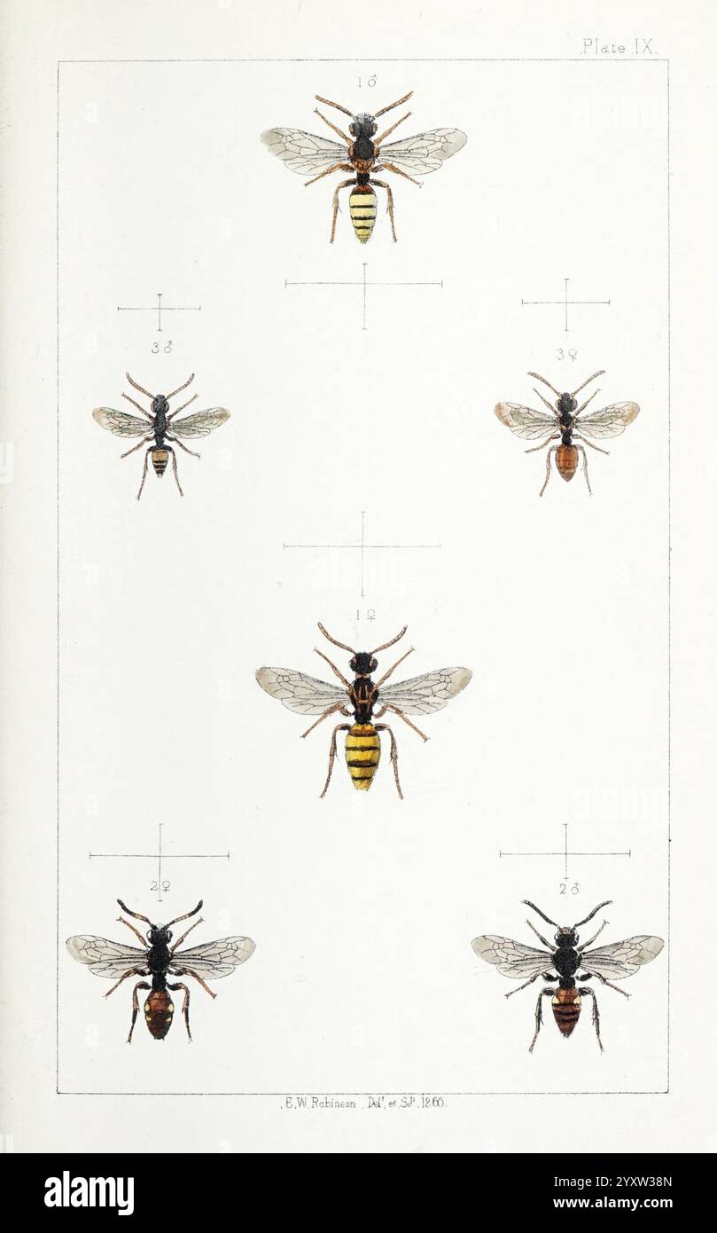 Bee displays unique characteristics hi-res stock photography and images ...