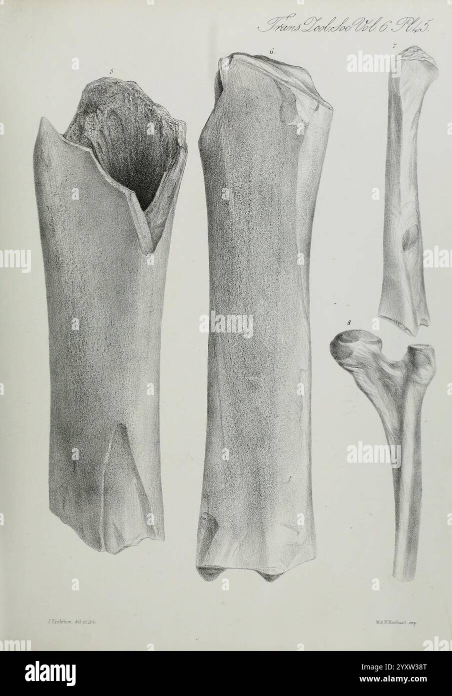 Elongated cylindrical bones hi-res stock photography and images - Alamy