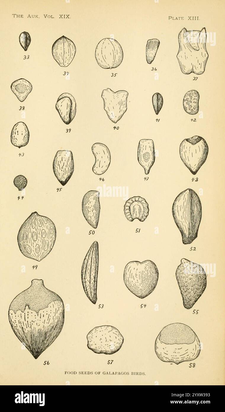 Diverse seed forms hi-res stock photography and images - Alamy