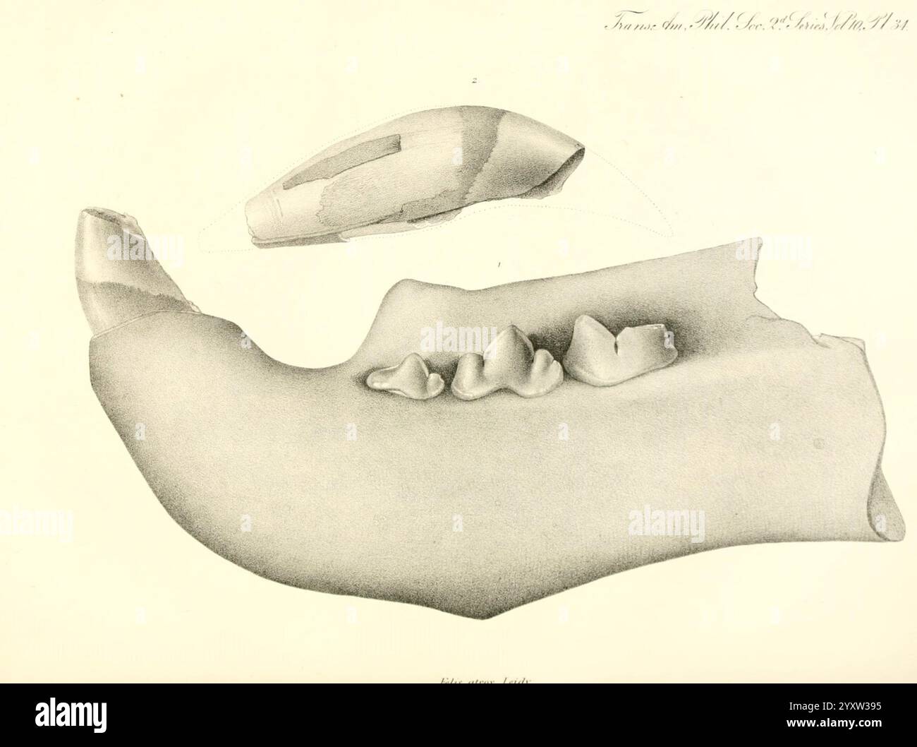 Streamlined shape complements hi-res stock photography and images - Alamy