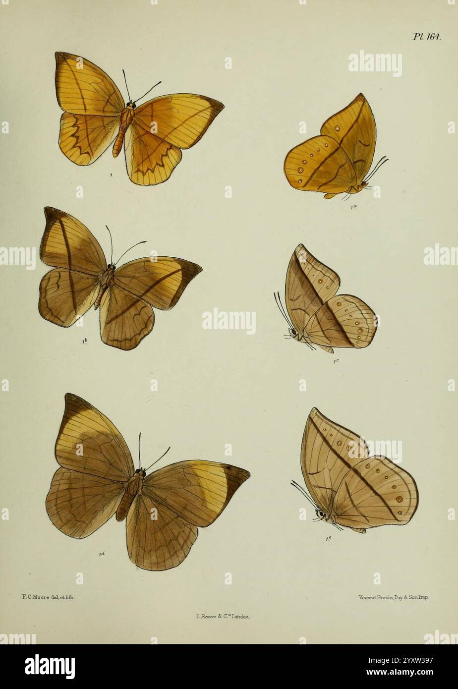 Lepidoptera indica, London, 1890-1913, India, Lepidoptera, Frederic C Moore, This collection ...
