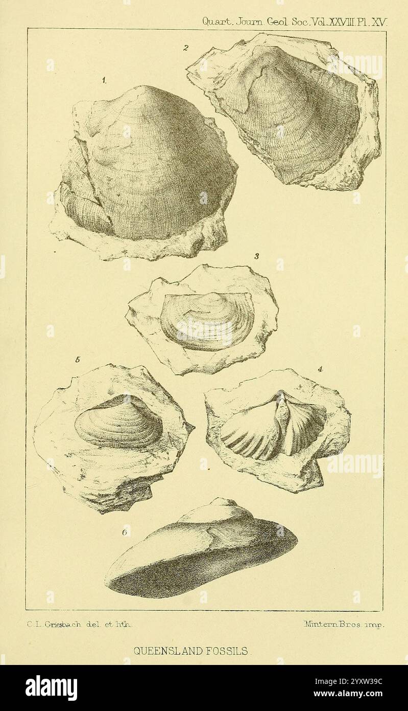 Row of six distinct shells hi-res stock photography and images - Alamy