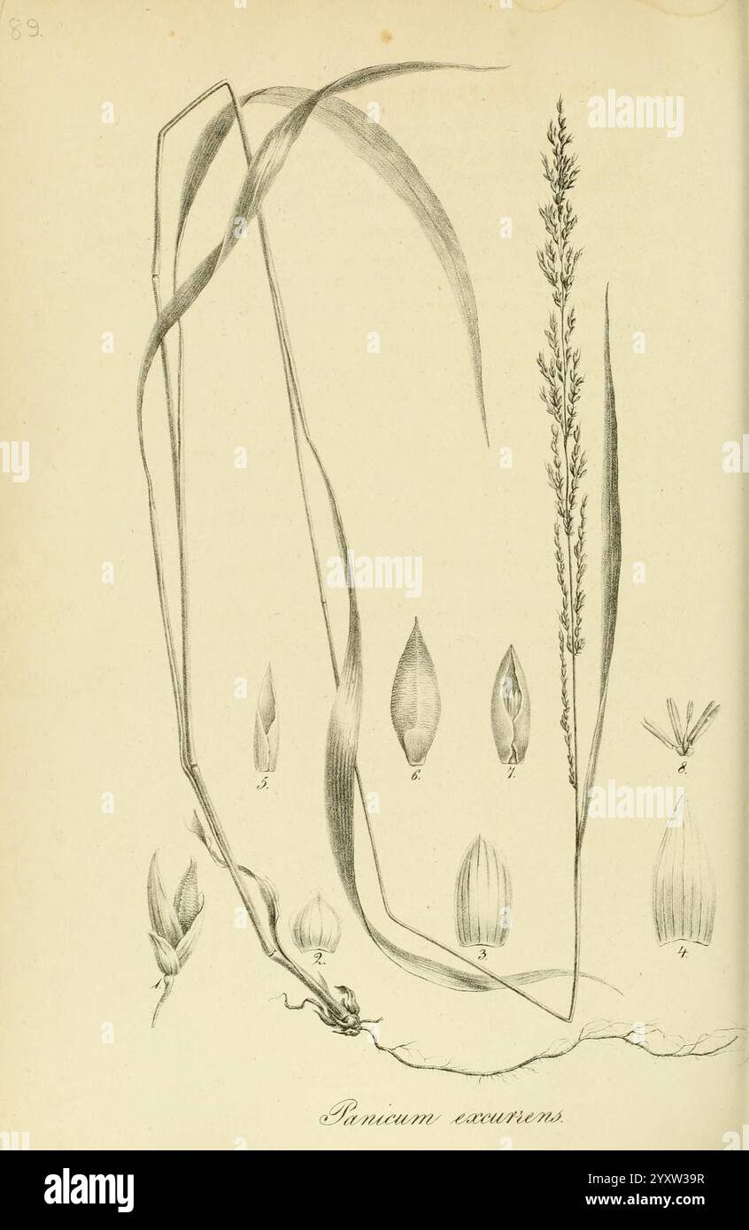 Panicum maximum plant hi-res stock photography and images - Alamy