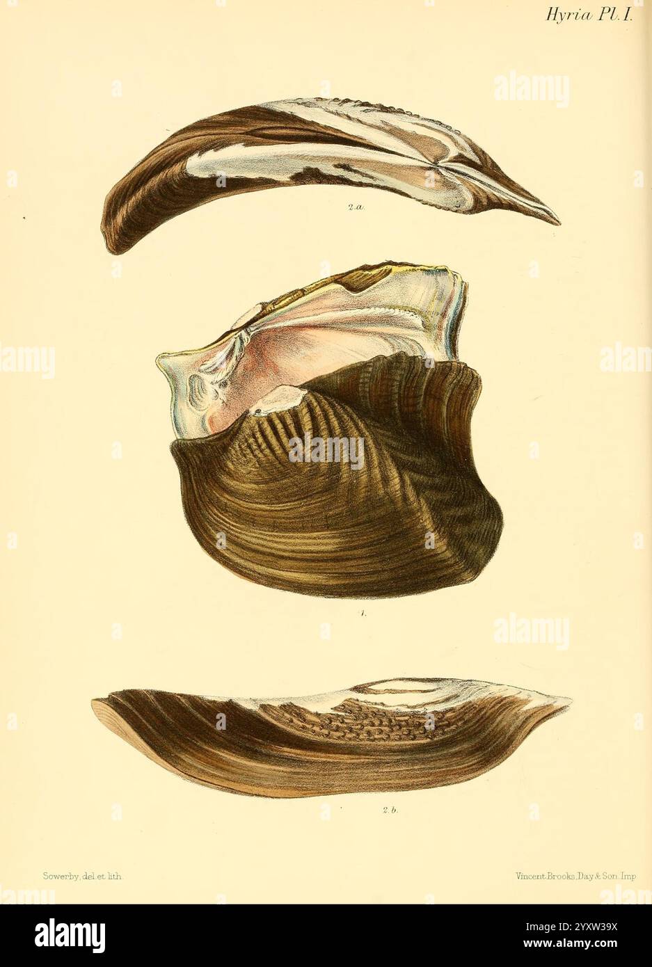 Conchologia Iconica, or Illustrations of the Shells of Molluscous ...