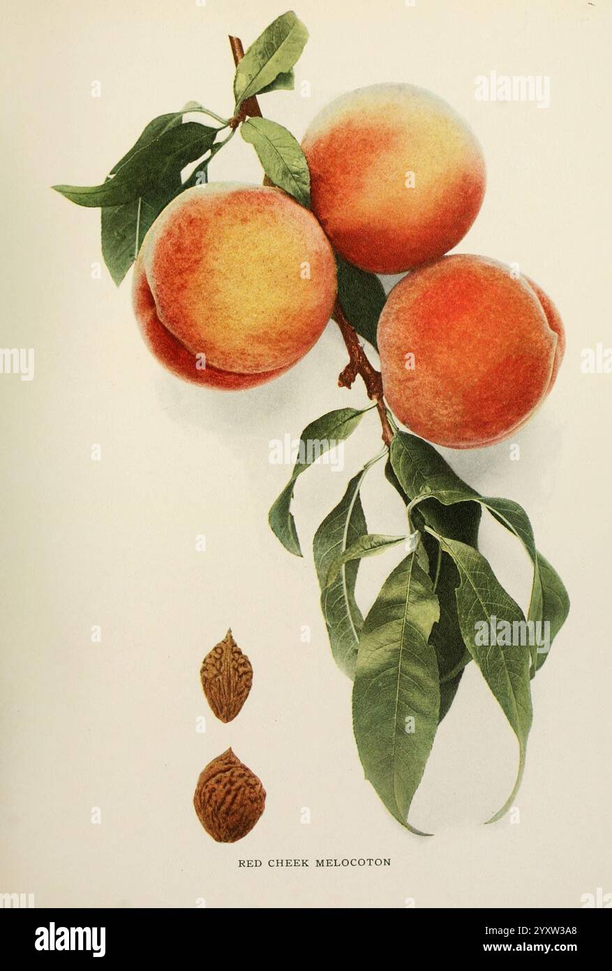 Two peach pits rest hi-res stock photography and images - Alamy