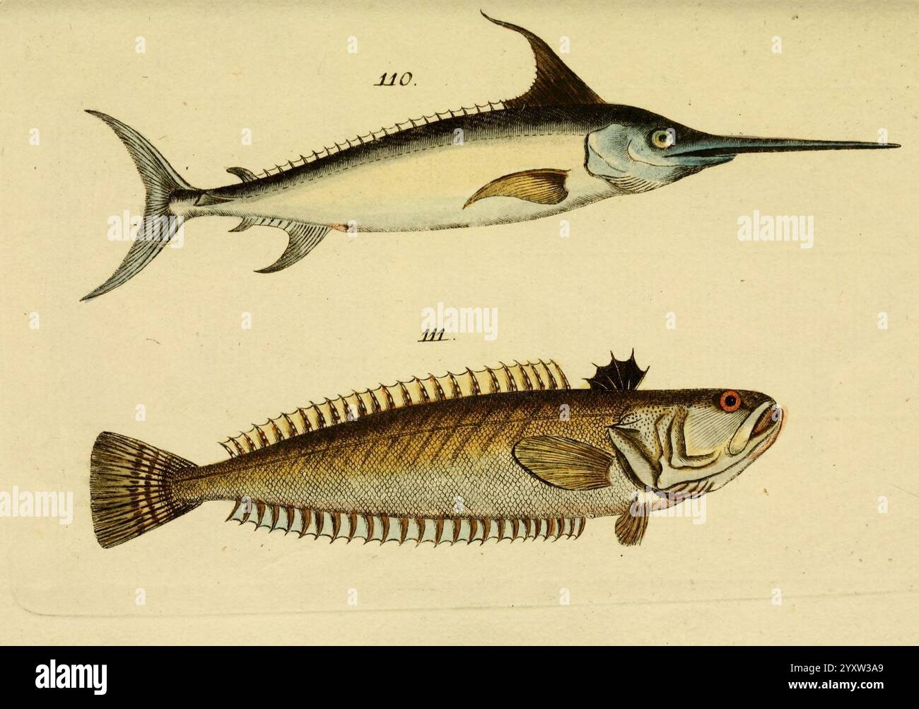 Abbildung und Beschreibung der Fische, Nürnberg, Samuel Winterschmidt ...