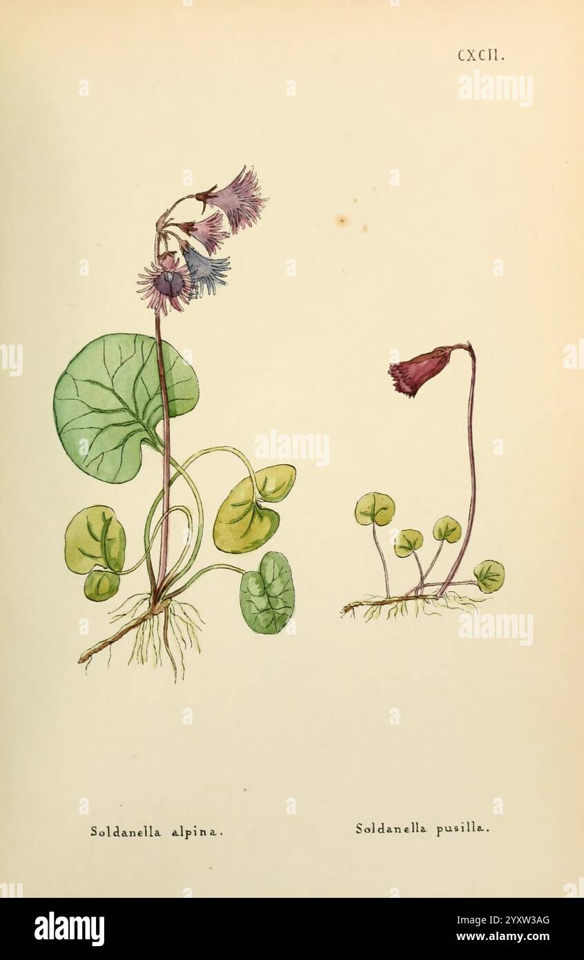 Diminutive appearance hi-res stock photography and images - Alamy