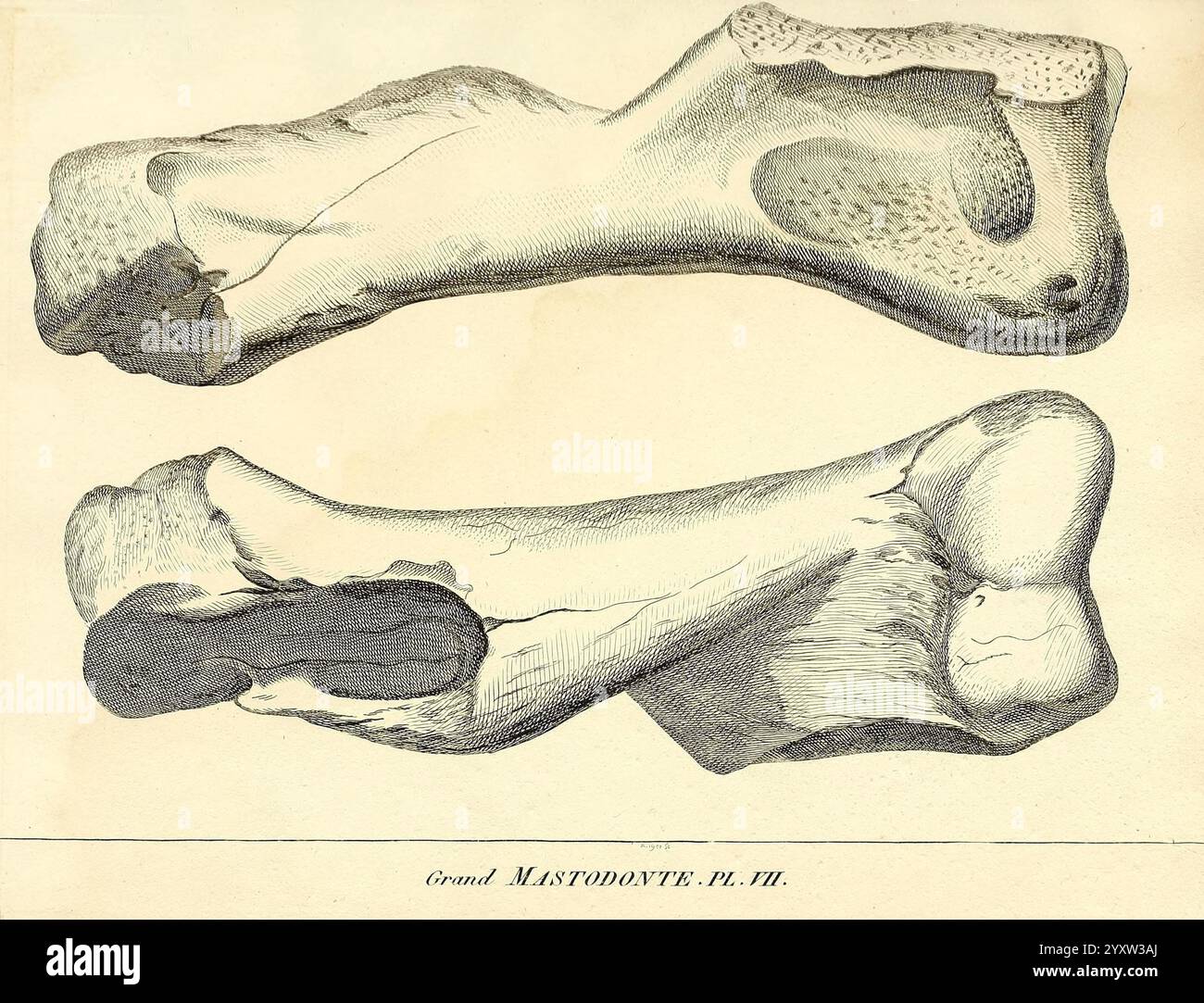 Recherches sur les ossemens fossiles de quadrupèdes, Paris, Deterville ...