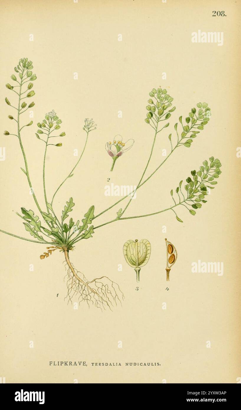 Billeder af Nordens flora, København, G.E.C. Gad, 1901-1903 [i.e. 1907 ...