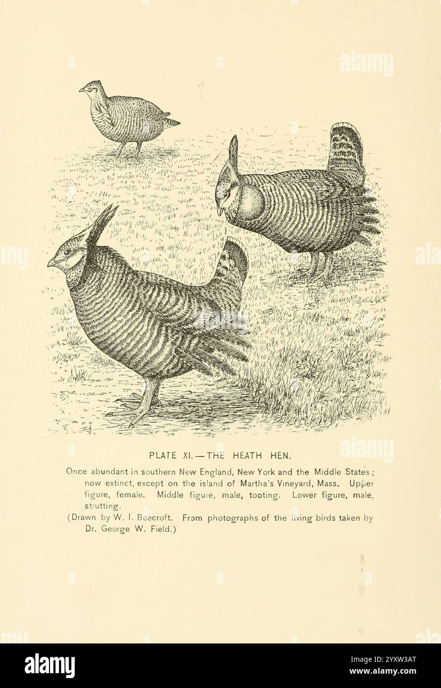 Heath hens former habitat across southern new england hi-res stock ...