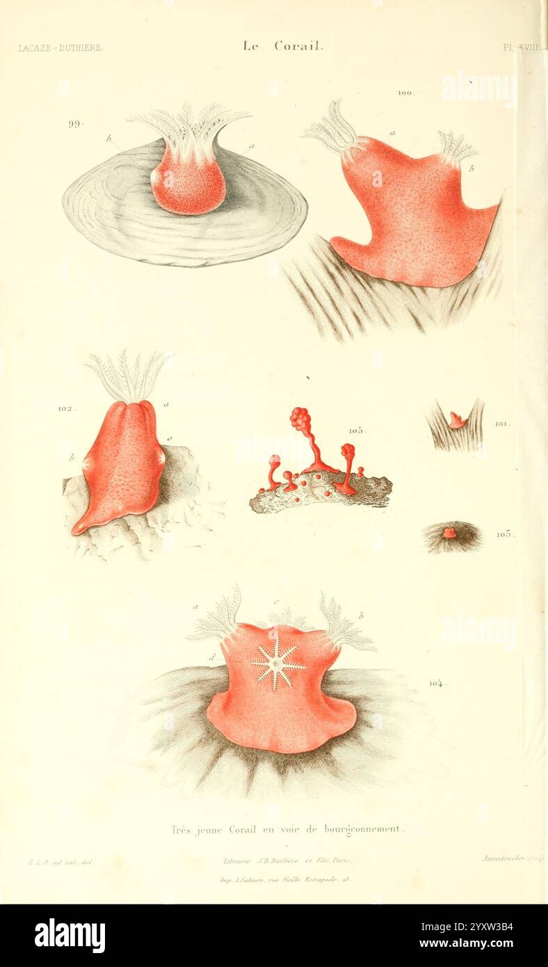 Fascinating underwater organisms hi-res stock photography and images ...