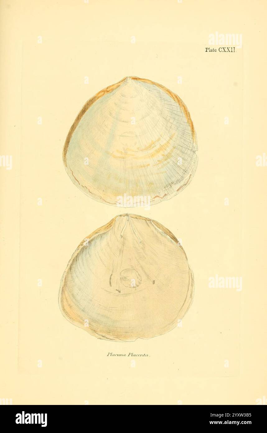 Conchologia systematica, or Complete system of conchology, London ...