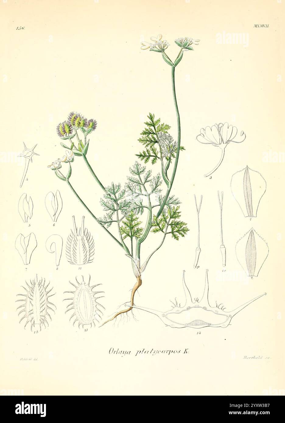 Segmented leaf structures hi-res stock photography and images - Alamy