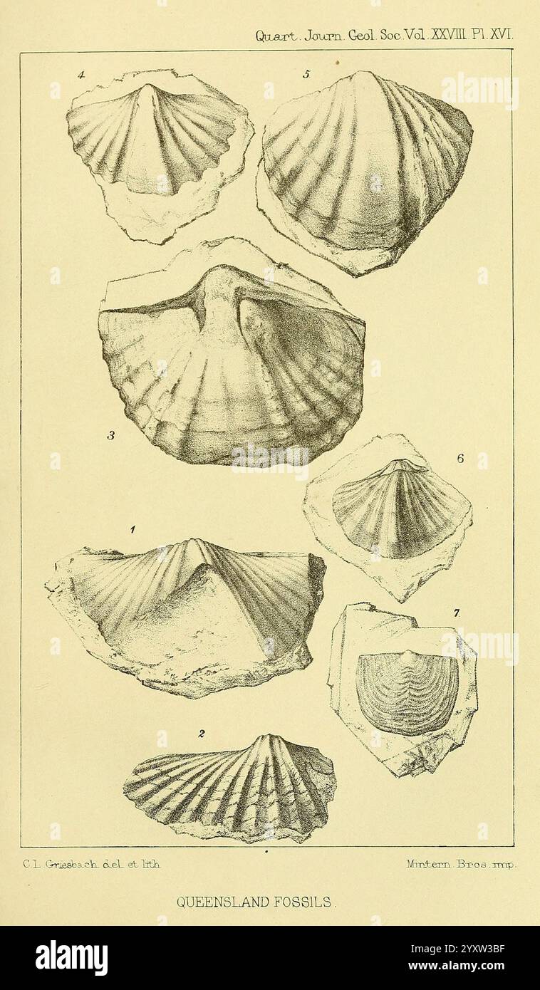 Fossils unique characteristics hi-res stock photography and images - Alamy