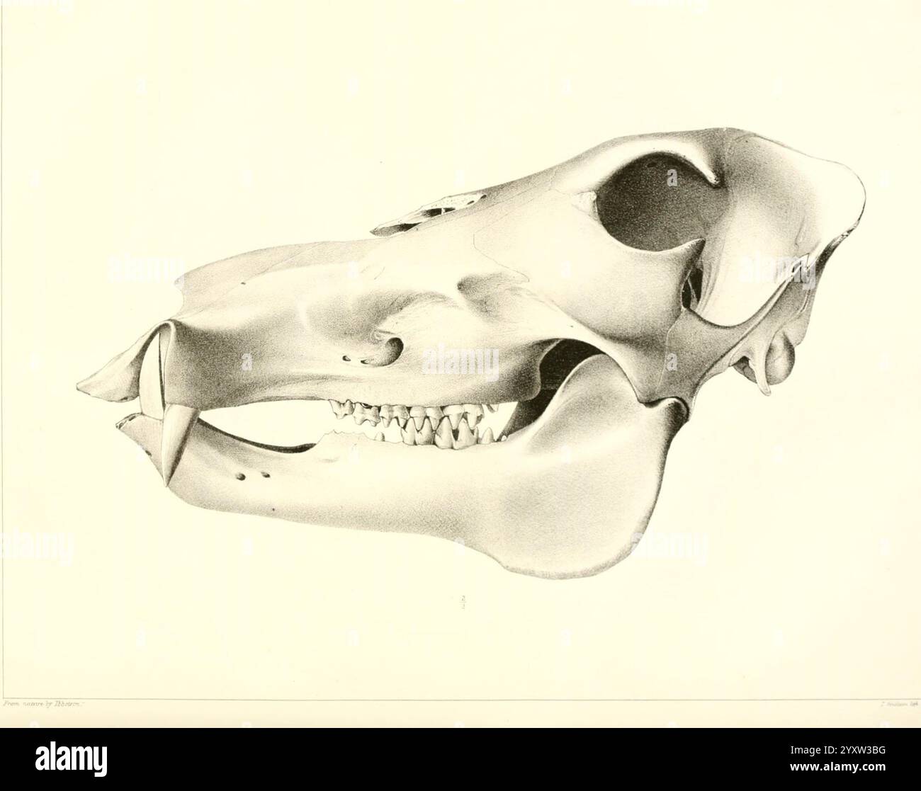 Understanding skeletal form hi-res stock photography and images - Alamy