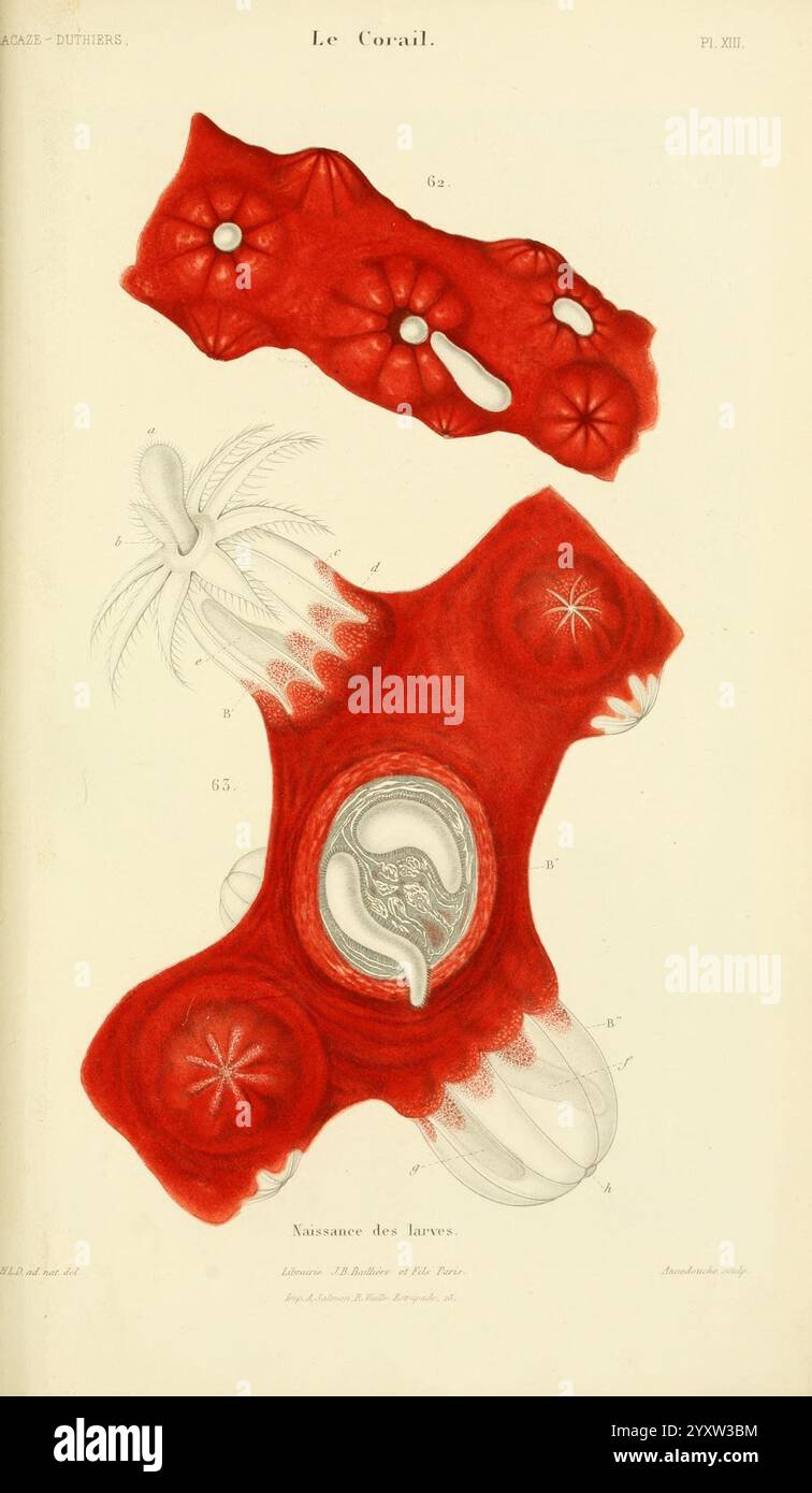 Upper section presents vibrant red coral polyps hi-res stock ...