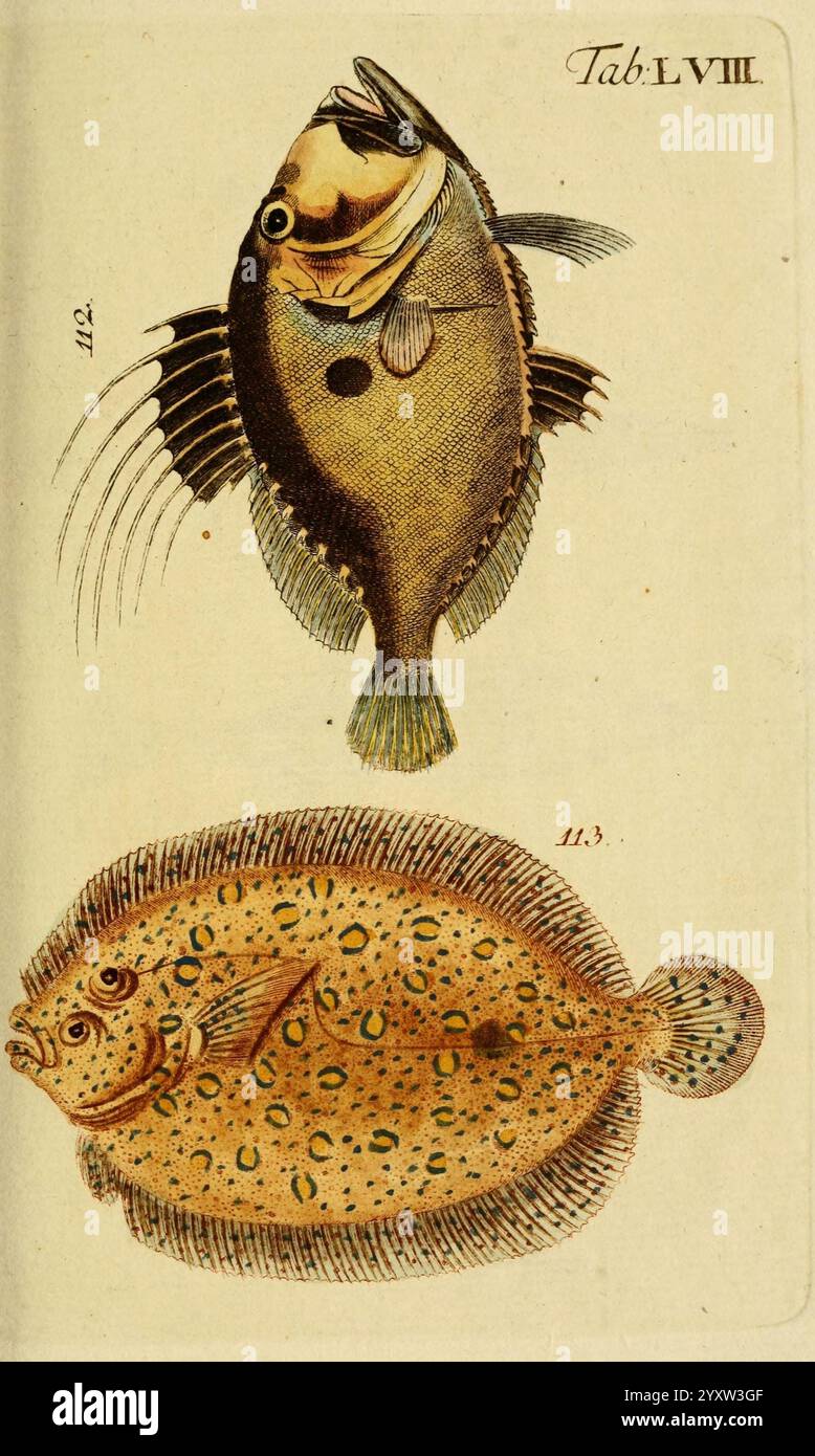 Recognizable lateral line hi-res stock photography and images - Alamy