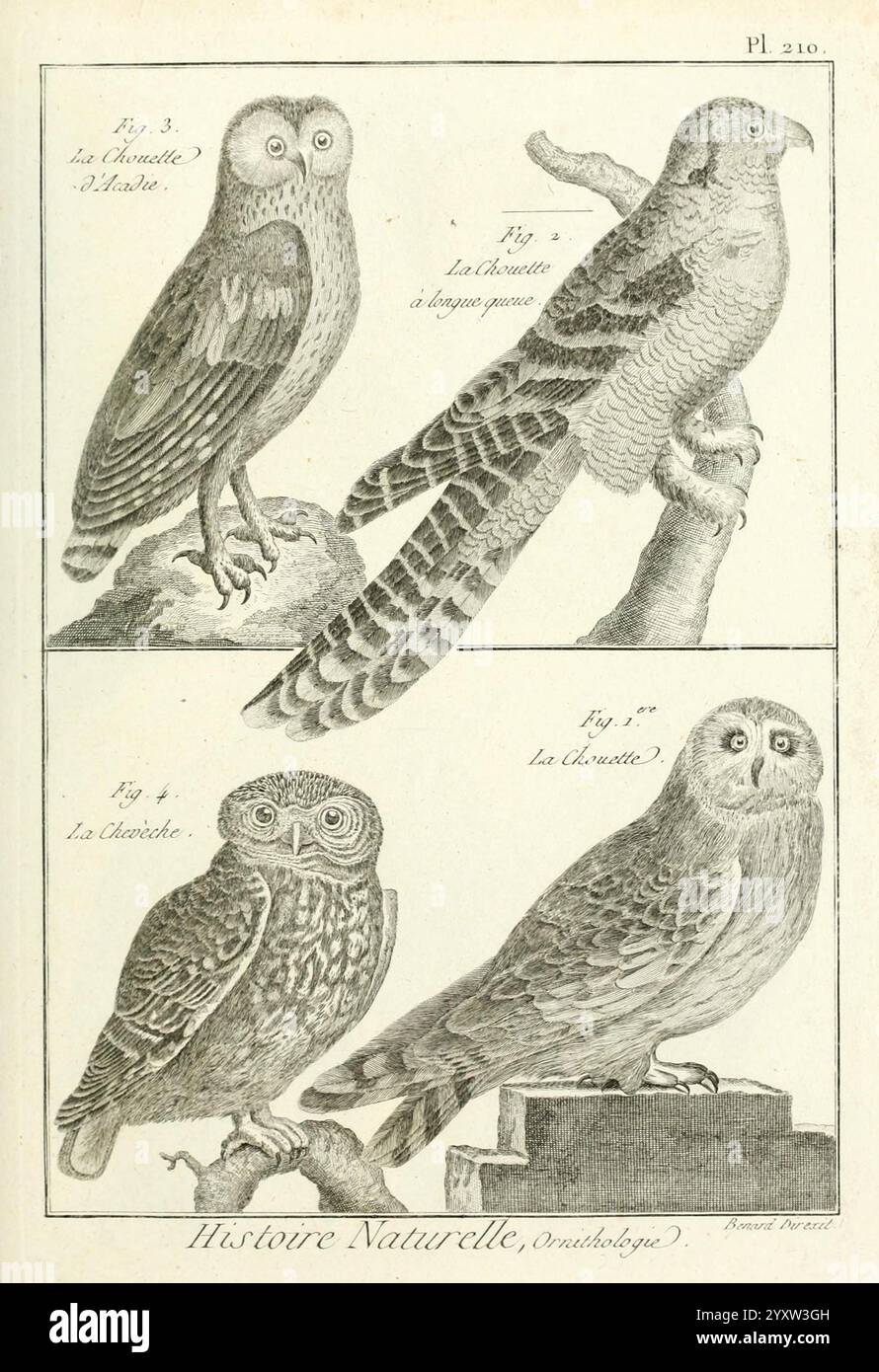 Four distinct owl species hi-res stock photography and images - Alamy