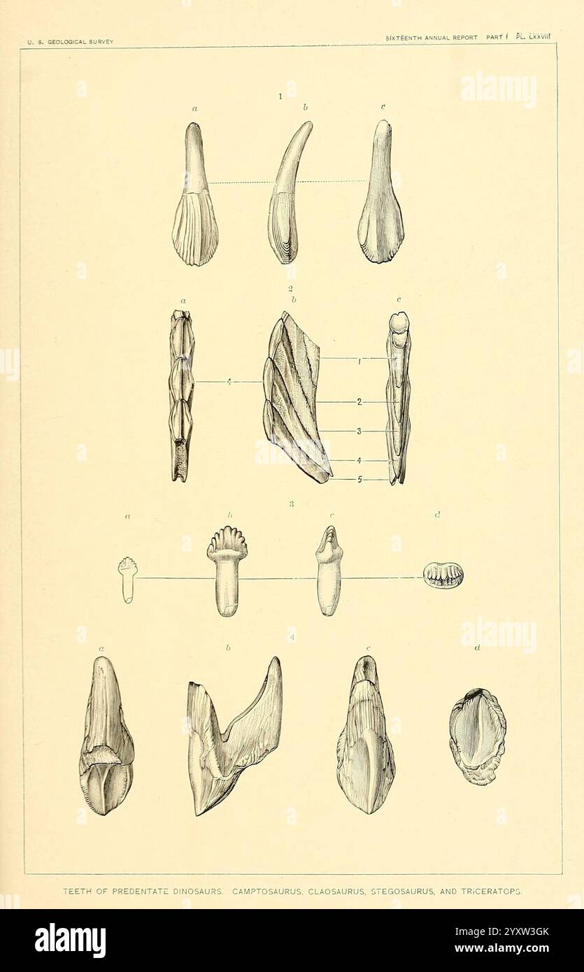 Predentate dinosaurs hi-res stock photography and images - Alamy